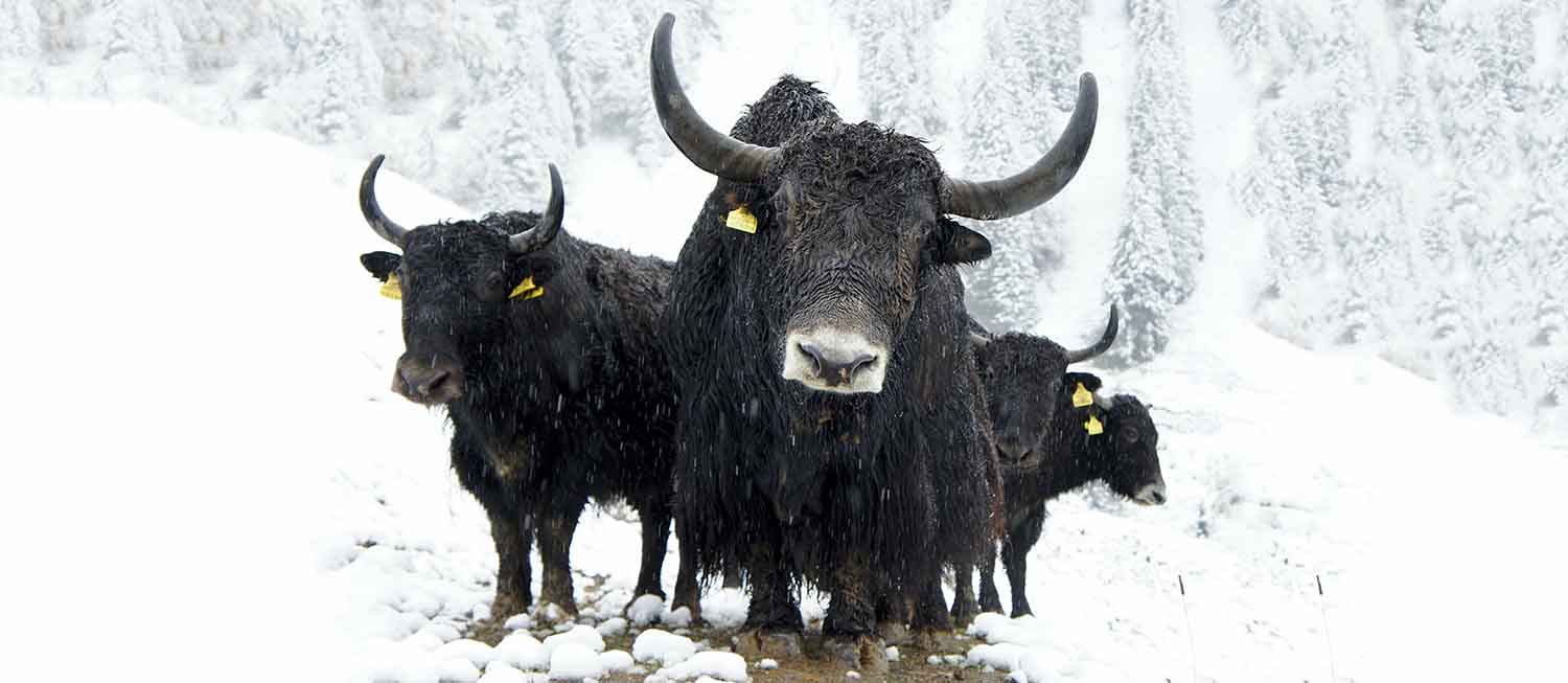 Material Lexikon: Yak | SELECT mode online